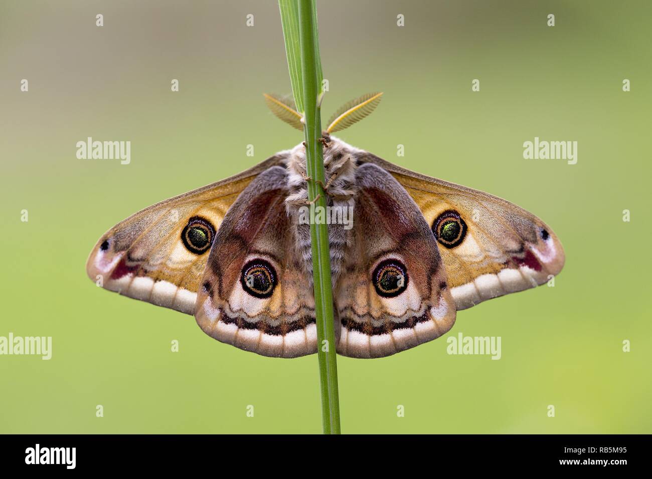 Saturniidae moth hi-res stock photography and images - Alamy
