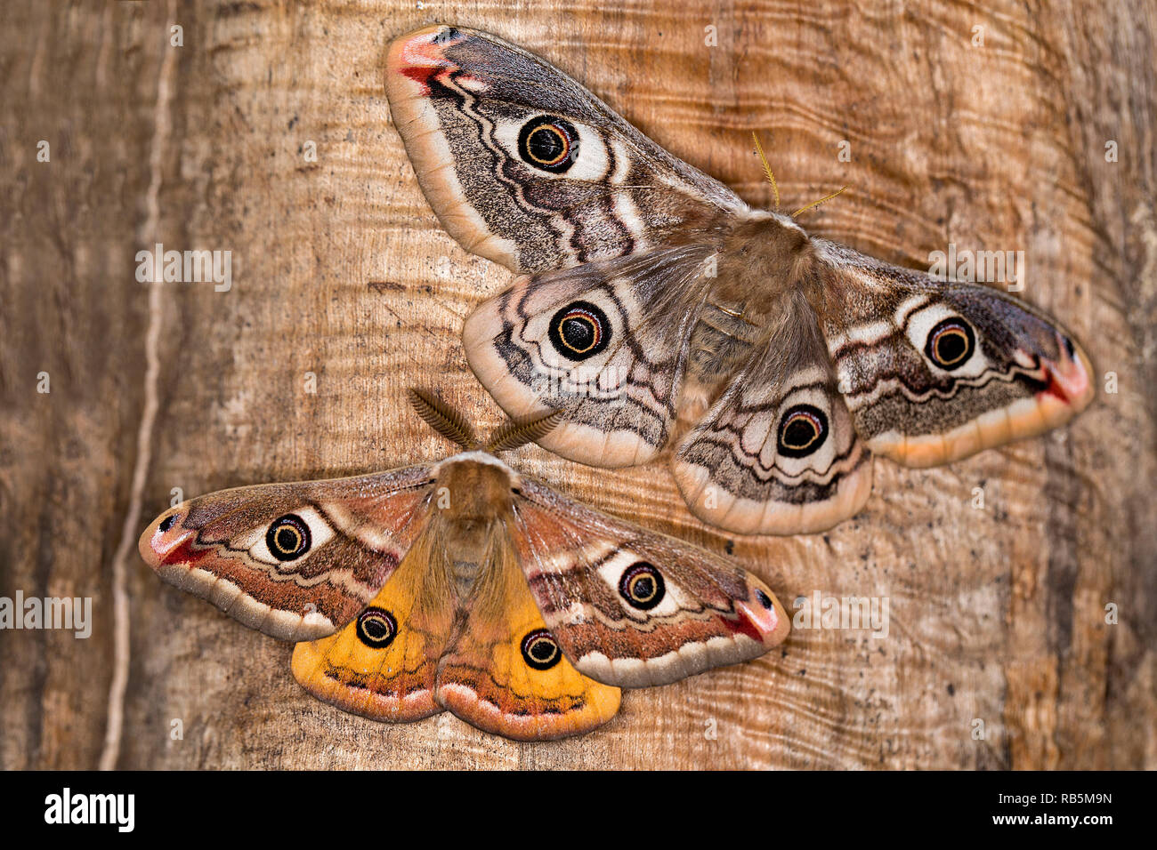 Small Emperor Moth, male and female (Saturnia pavonia Stock Photo - Alamy