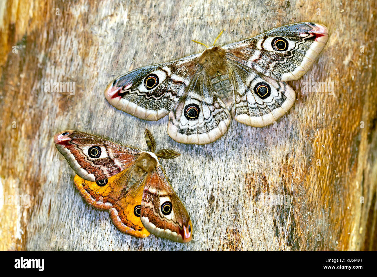 Small Emperor Moth, male and female (Saturnia pavonia Stock Photo - Alamy
