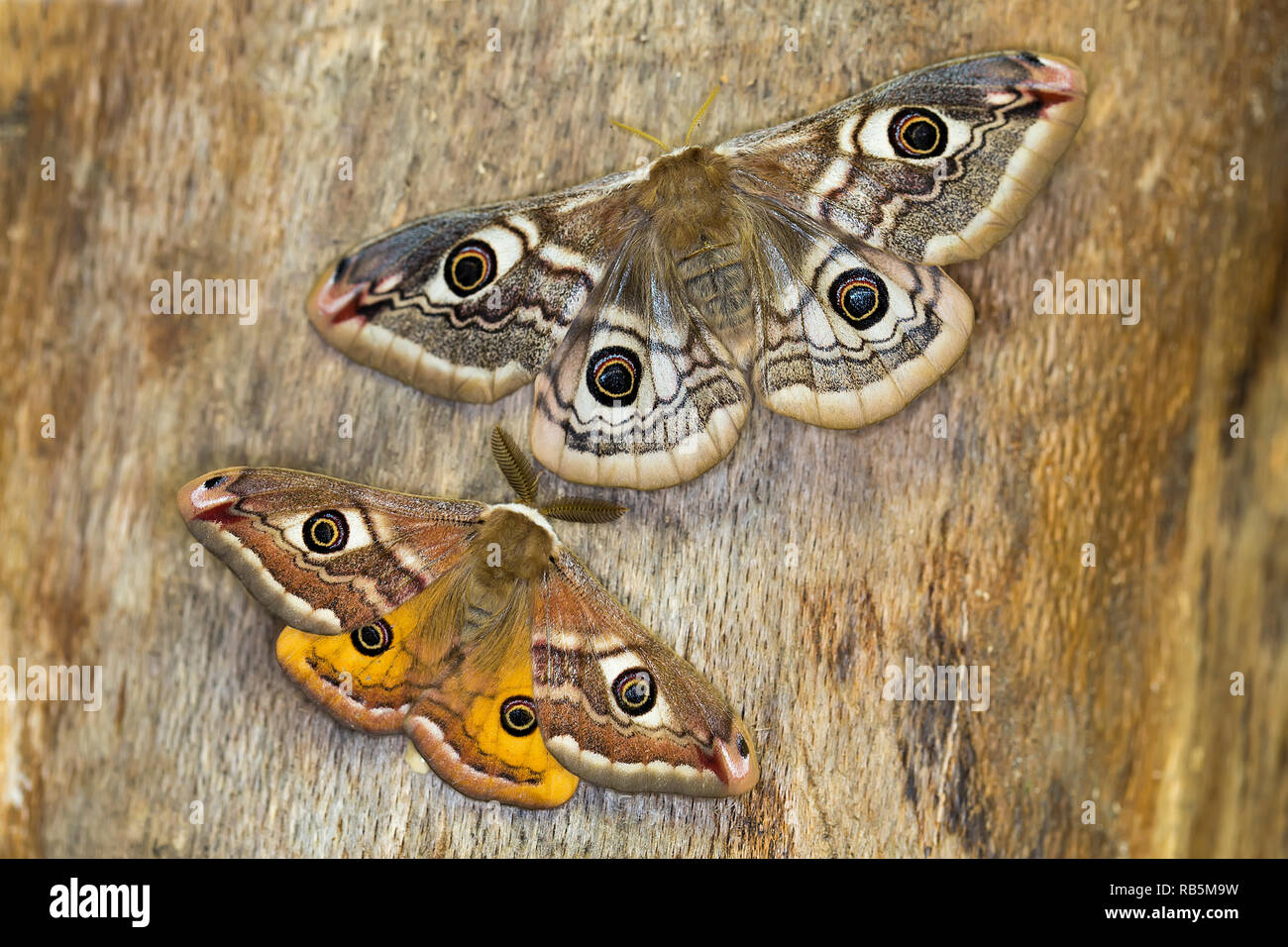 Small Emperor Moth, male and female (Saturnia pavonia Stock Photo - Alamy