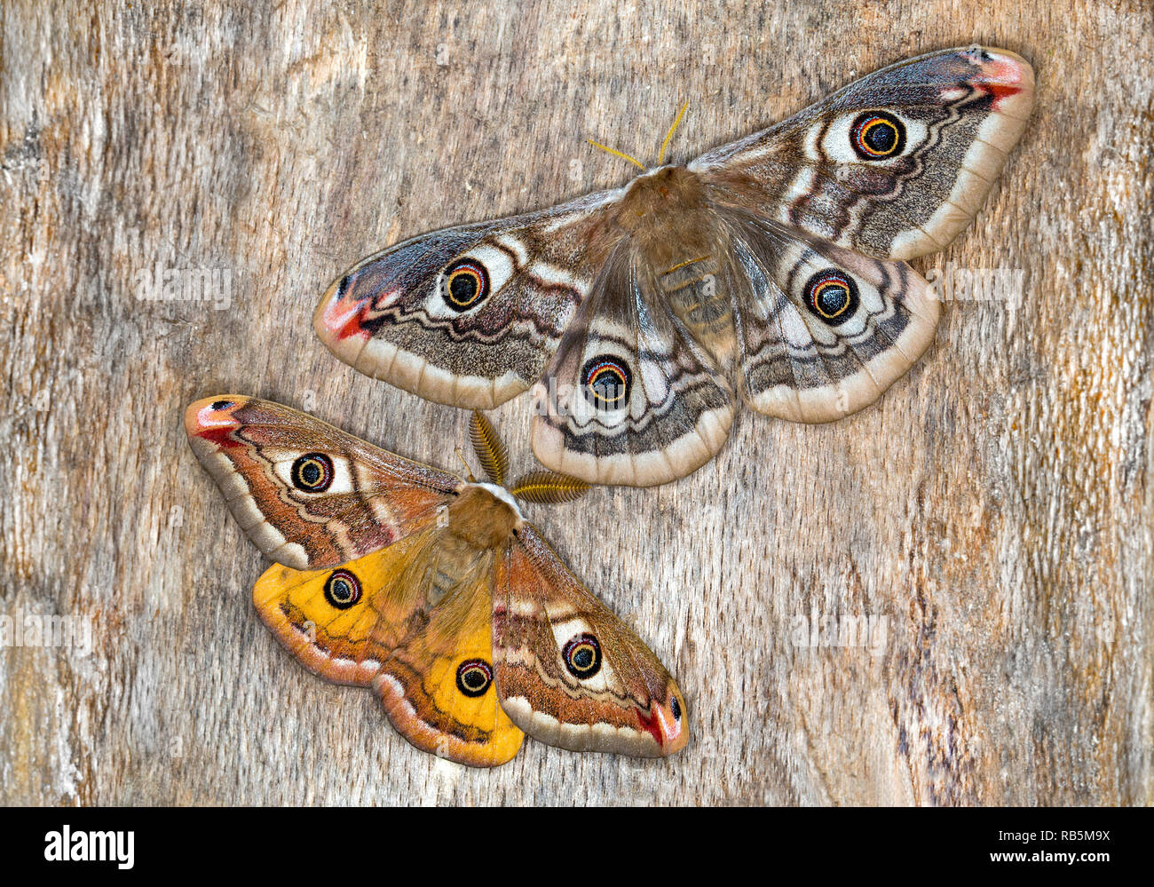 Small Emperor Moth, male and female (Saturnia pavonia Stock Photo - Alamy