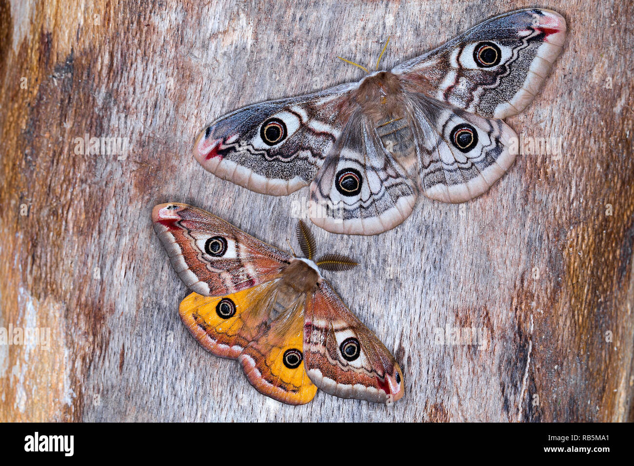 Small Emperor Moth, male and female (Saturnia pavonia Stock Photo - Alamy