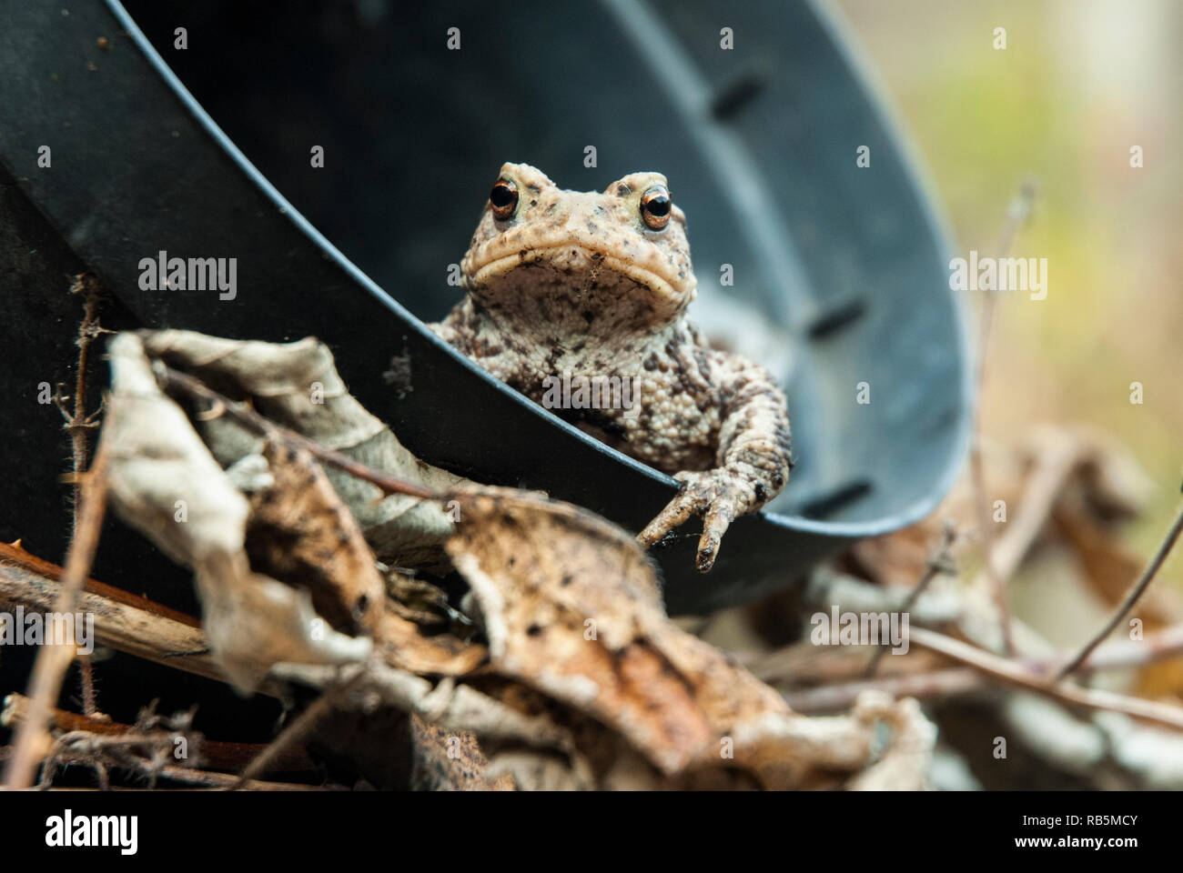 Golden toad hi-res stock photography and images - Alamy