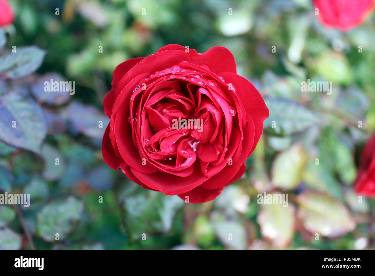 Wild red rose Stock Photo - Alamy