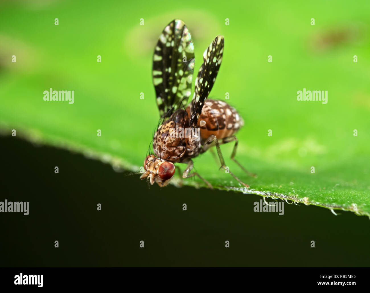 Macro Photography of Little Spotted Fly or Trypetisoma sticticum on ...