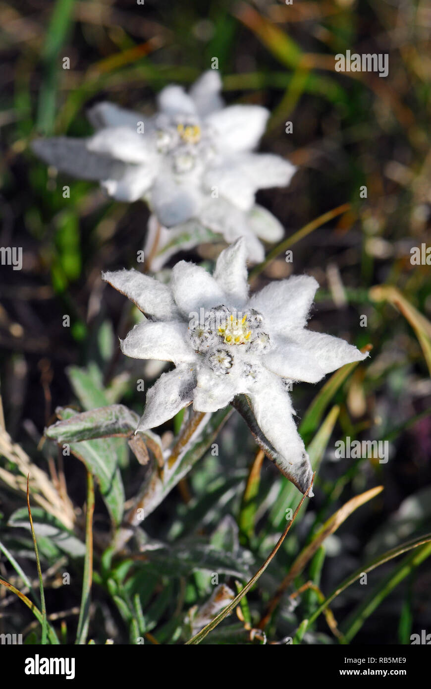 Edelweiss in the Austrian Alps. Alpen-Edelweiß, havasi gyopár ...