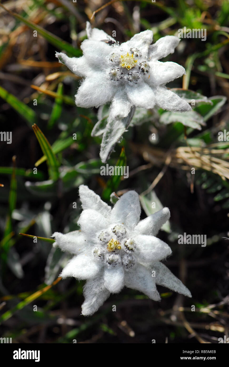 Edelweiss in the Austrian Alps. Alpen-Edelweiß, havasi gyopár ...