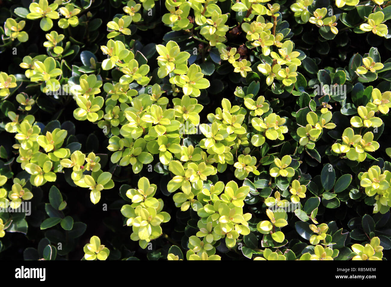 Bush with small flowers hi-res stock photography and images - Alamy