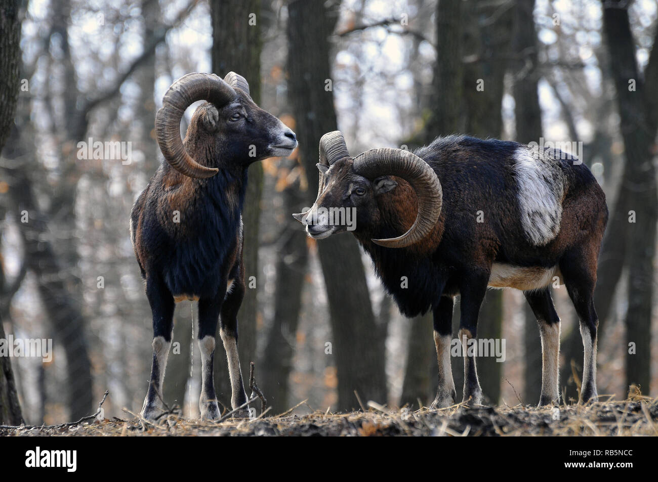 Mufflon High Resolution Stock Photography and Images - Alamy