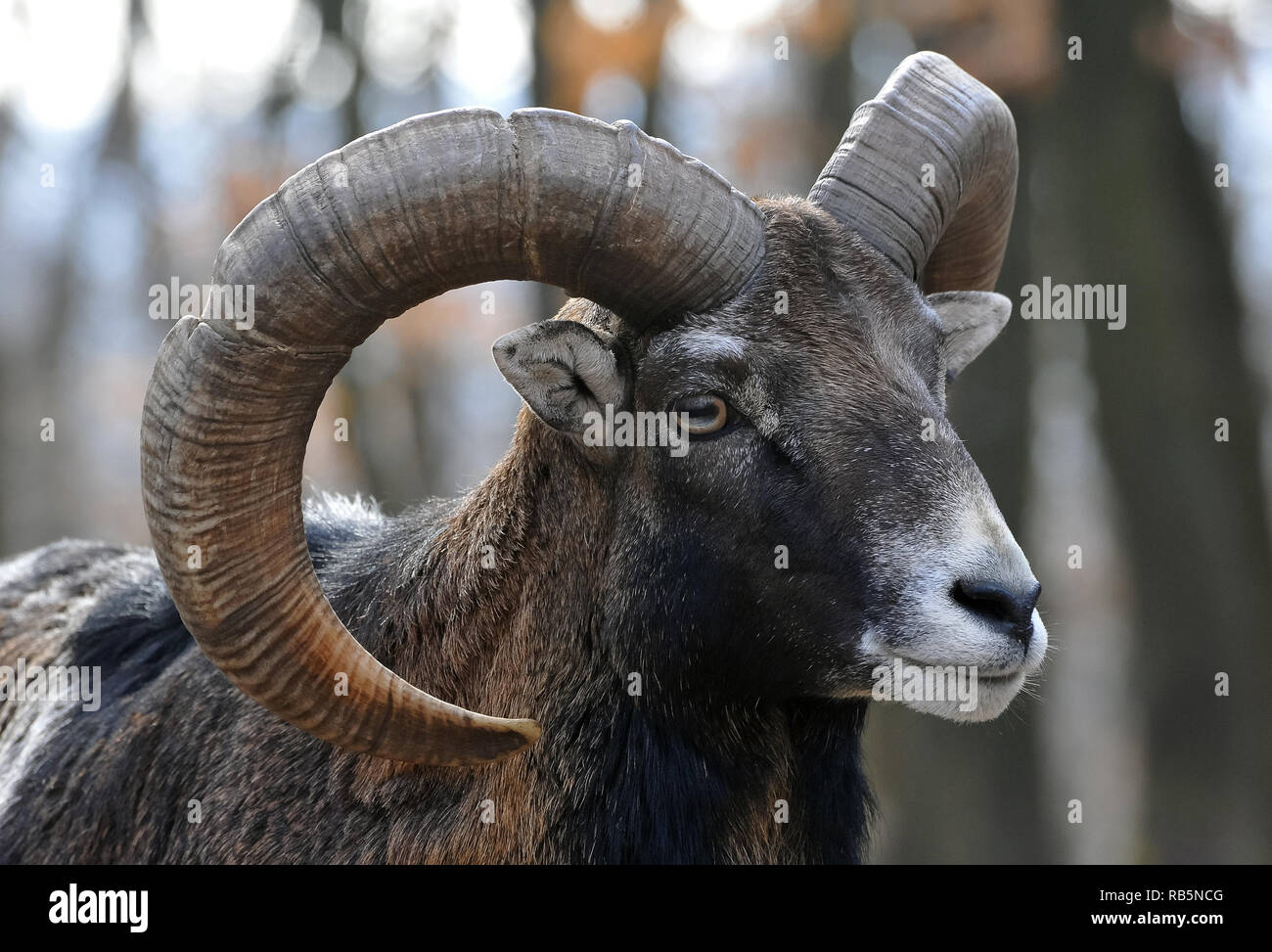 Mufflon hi-res stock photography and images - Alamy