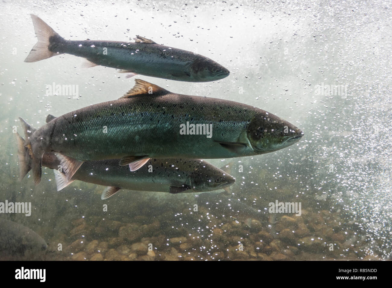 Salmon Swimming In River