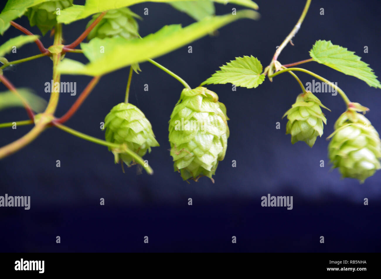 Beer Hop Flowers Hanging on the Vine 'Humulus lupulus' against a Dark ...