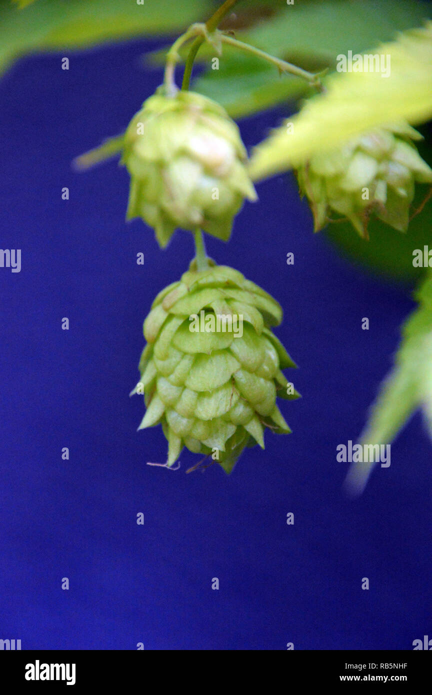 Beer Hop Flowers Hanging on the Vine 'Humulus lupulus' against a Blue ...