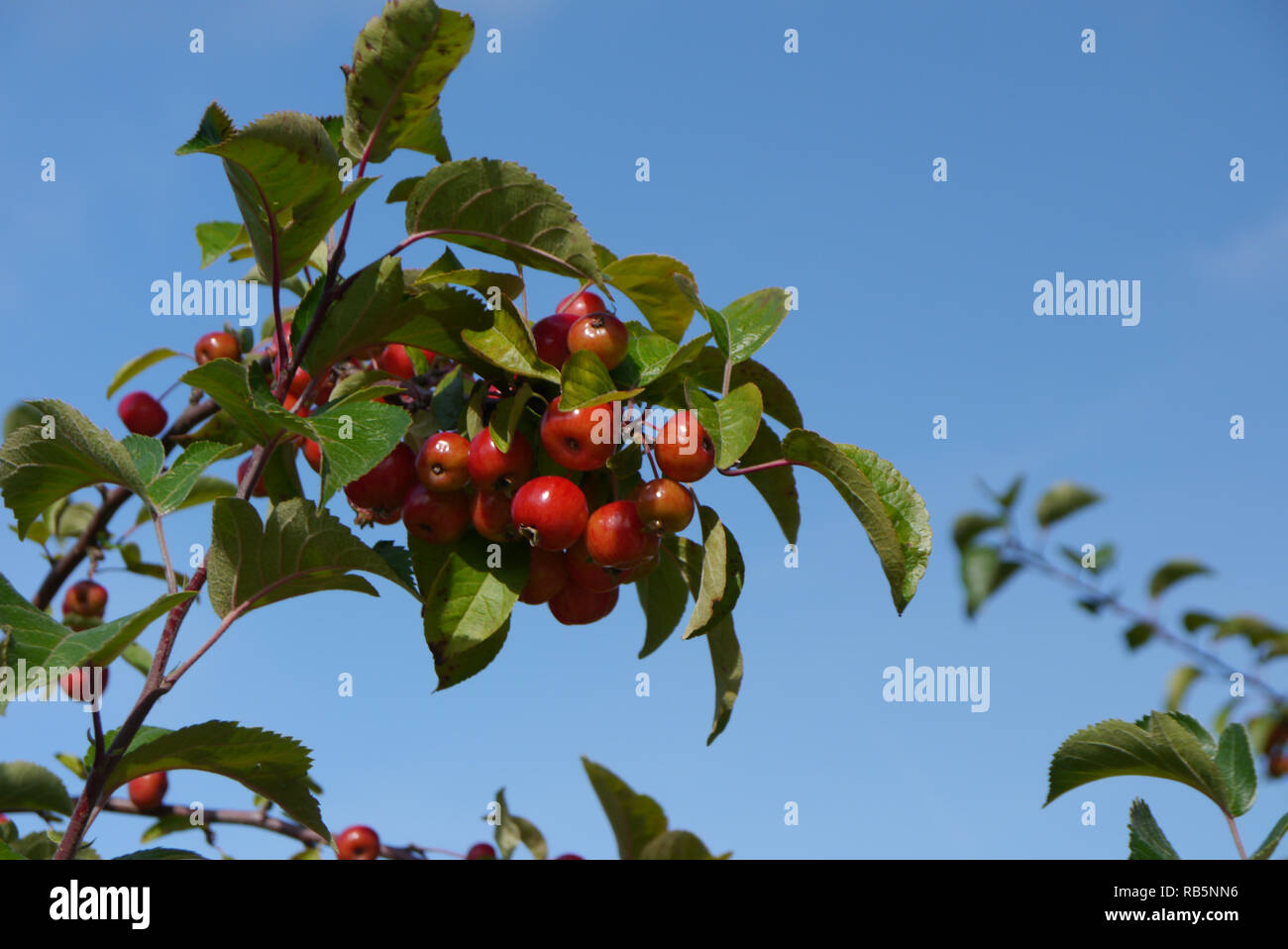Crab Apple 'Everest' grown at RHS Garden Harlow Carr, Harrogate ...