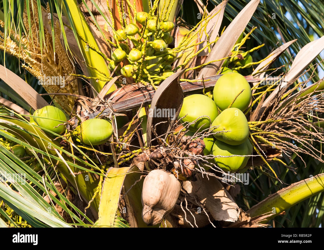 Coconut tree with many fruits Stock Photo - Alamy