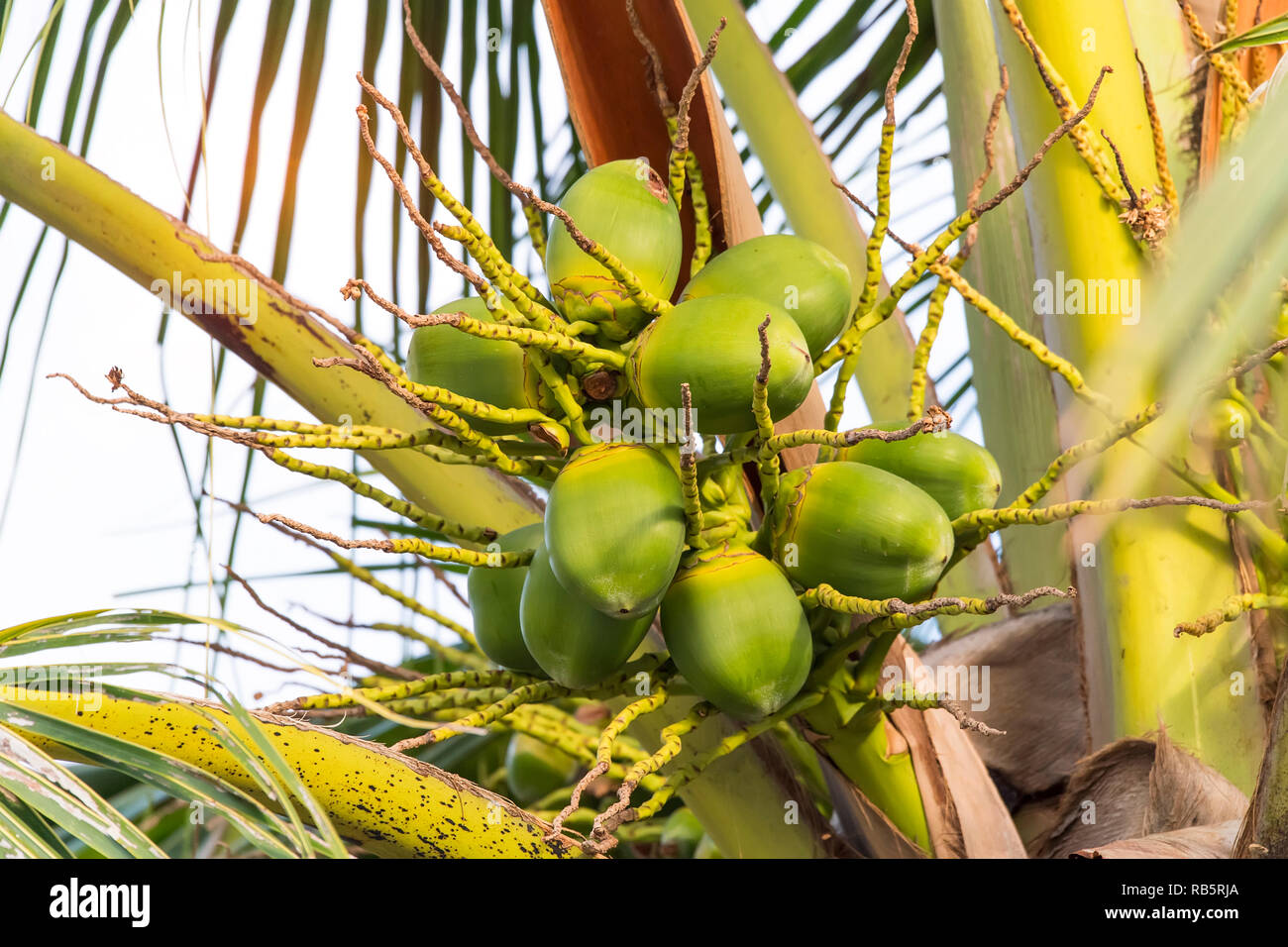 Coconut tree with many fruits Stock Photo - Alamy