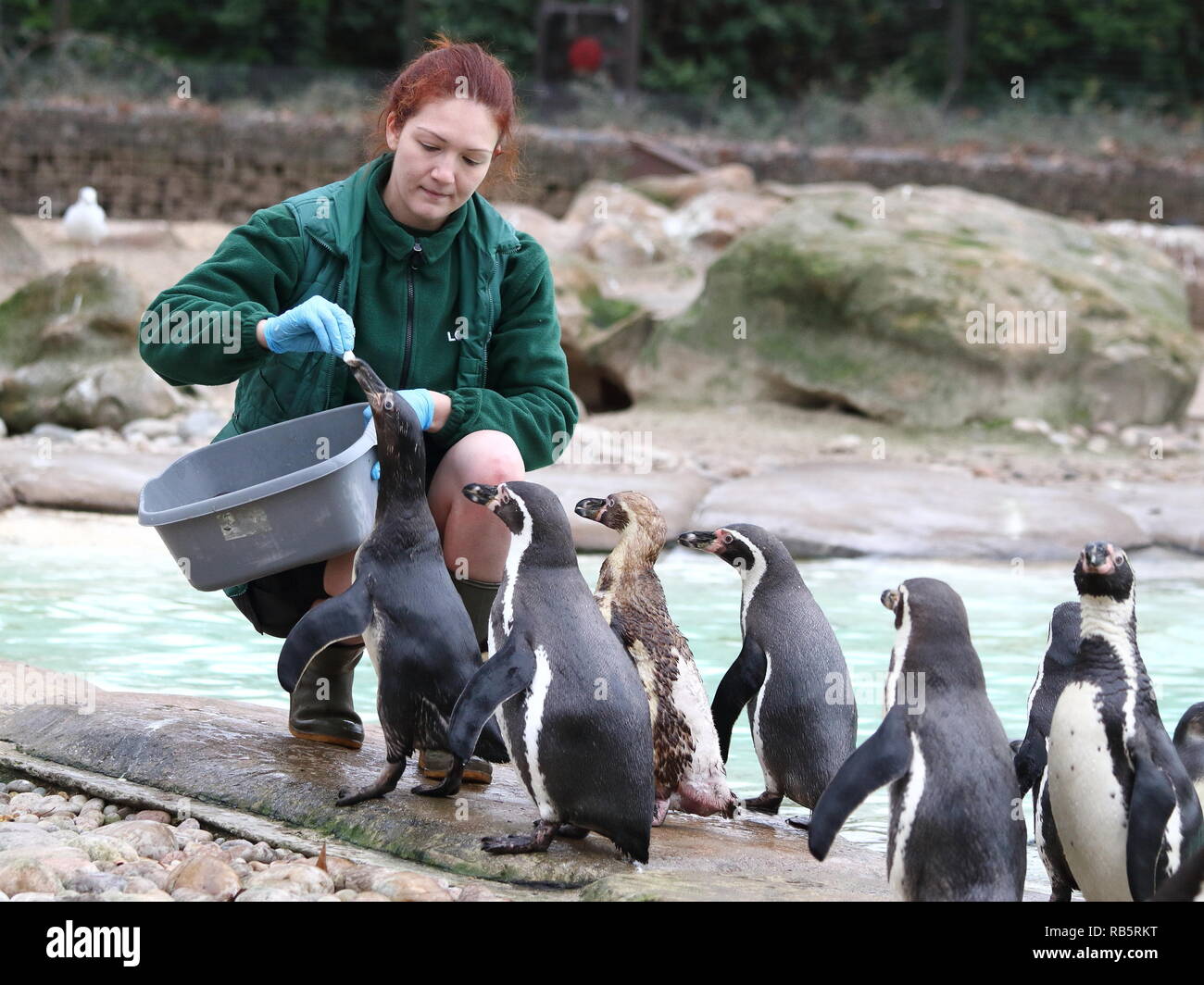 London, UK. Humboldt Penguins at the London Zoo's annual stocktake ...