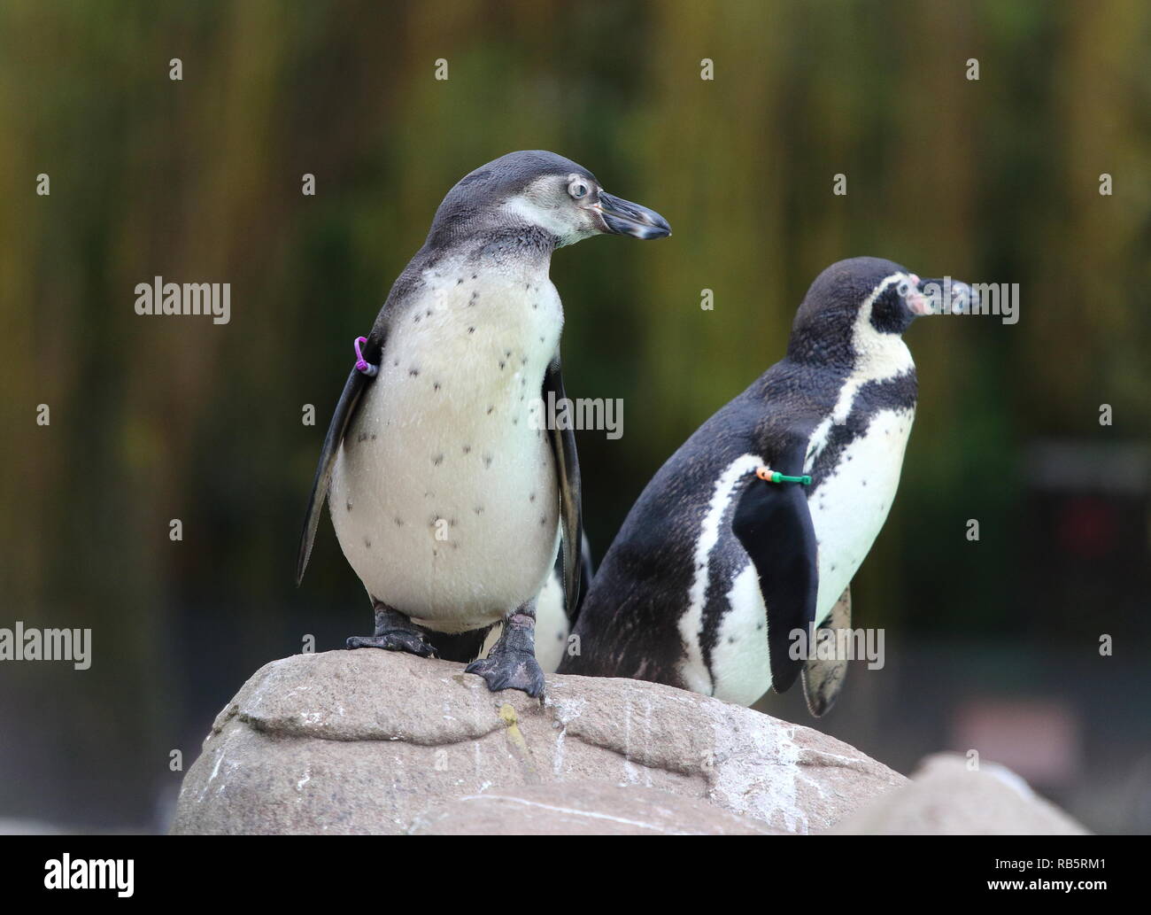 London, UK. Humboldt Penguins at the London Zoo's annual stocktake ...