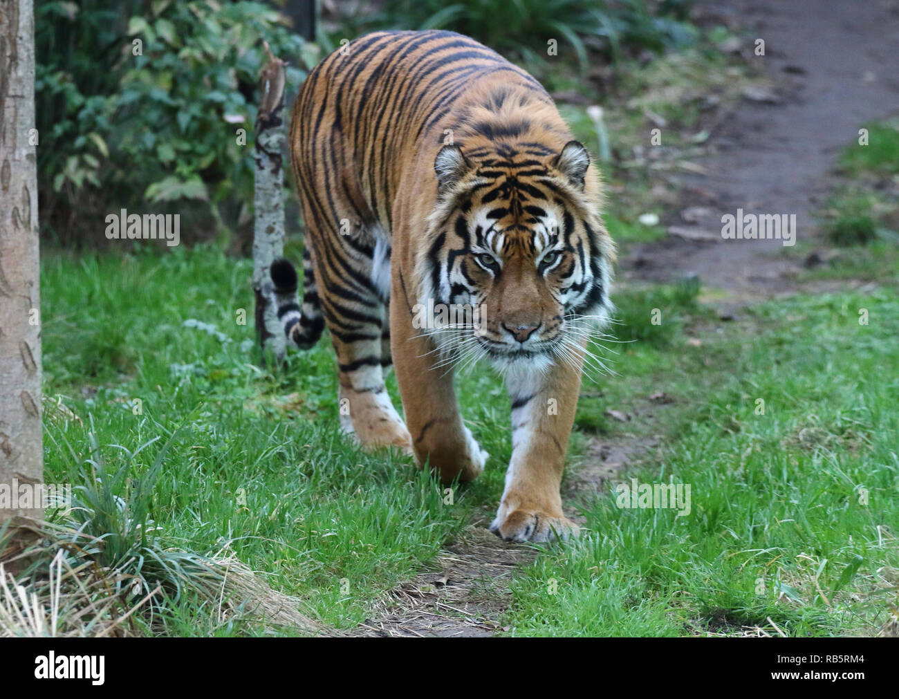 Sumatran tiger face tigers hi-res stock photography and images - Alamy