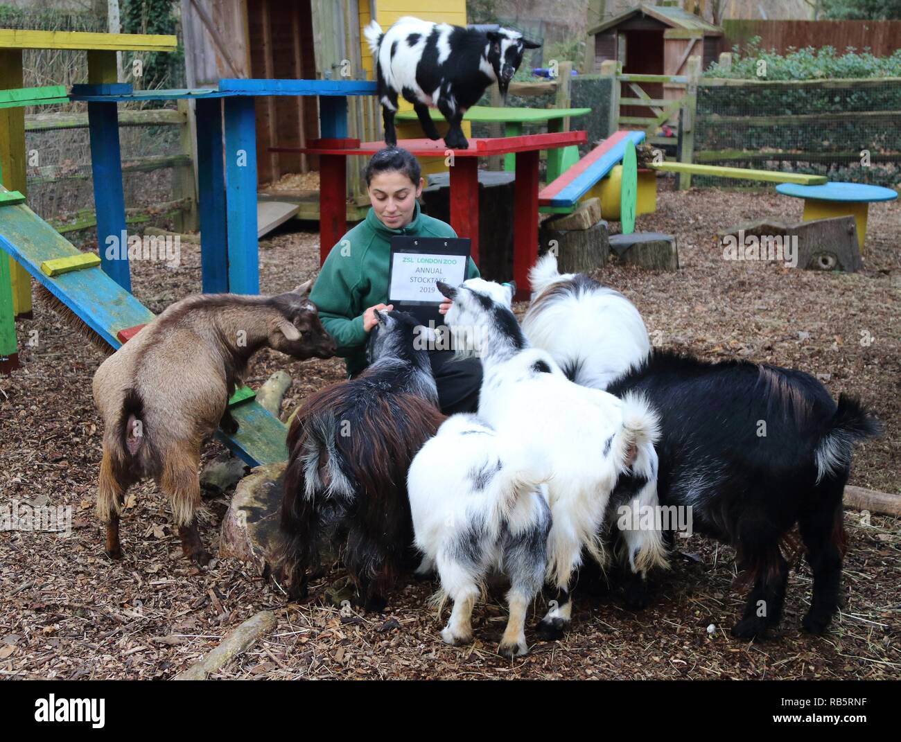London, UK. Pygmy Goats at the Zoo's annual stocktake. at the London ...