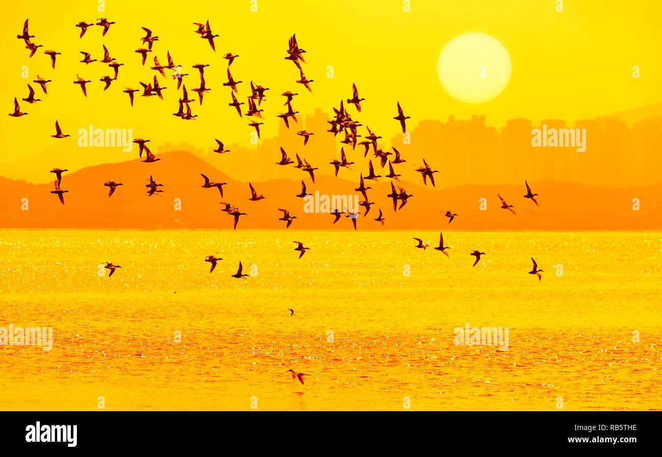 Mallard ducks sunset silhouette flight hi-res stock photography and ...