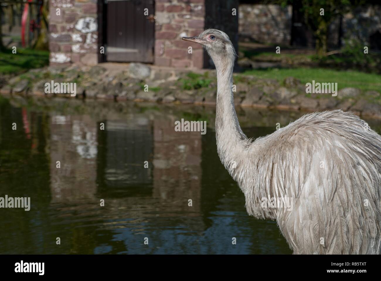 Emu At Watermill Stock Photo - Alamy