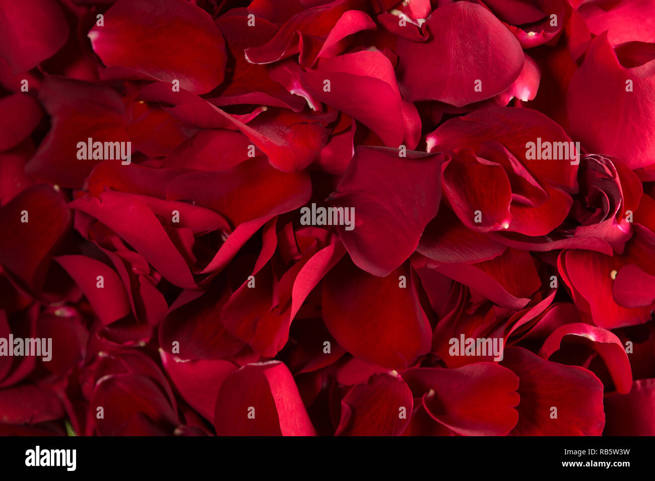 Red rose petals hi-res stock photography and images - Alamy