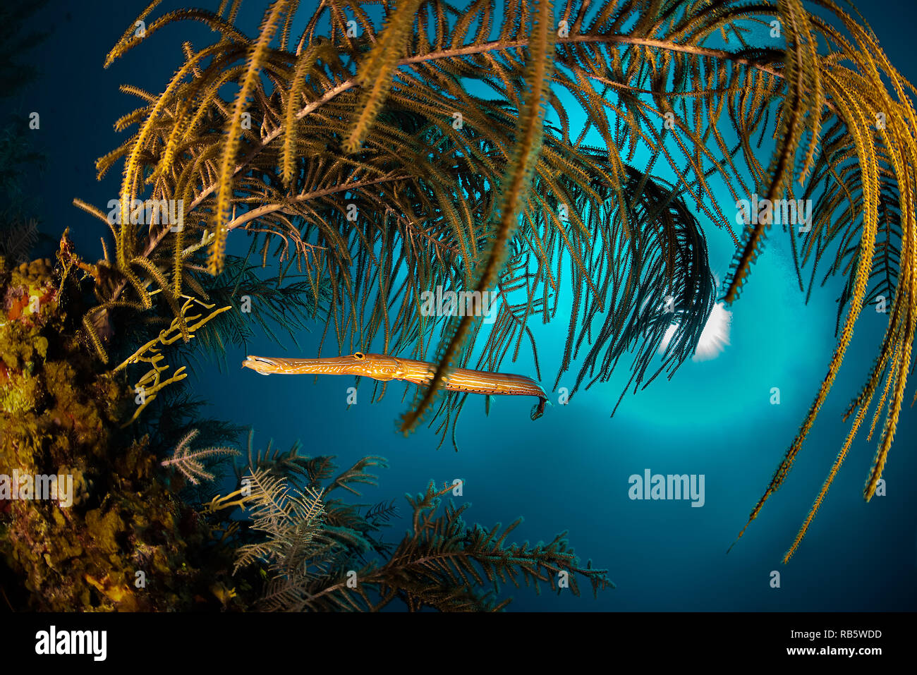 Adult Trumpet fish under a coral in a tropical reef with clear blue ...
