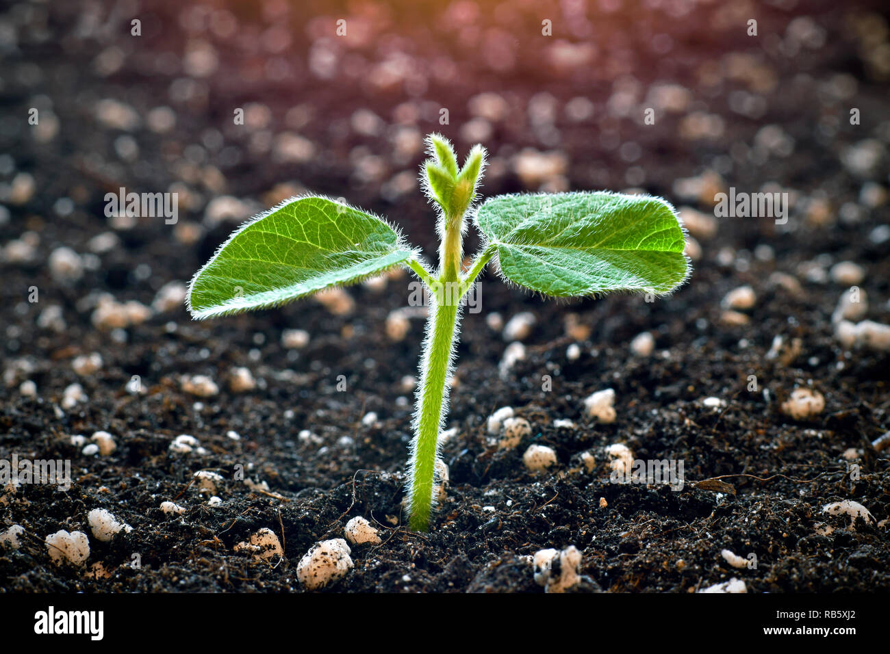 Young soy plant sprouting from a soil. Soy agriculture Stock Photo - Alamy