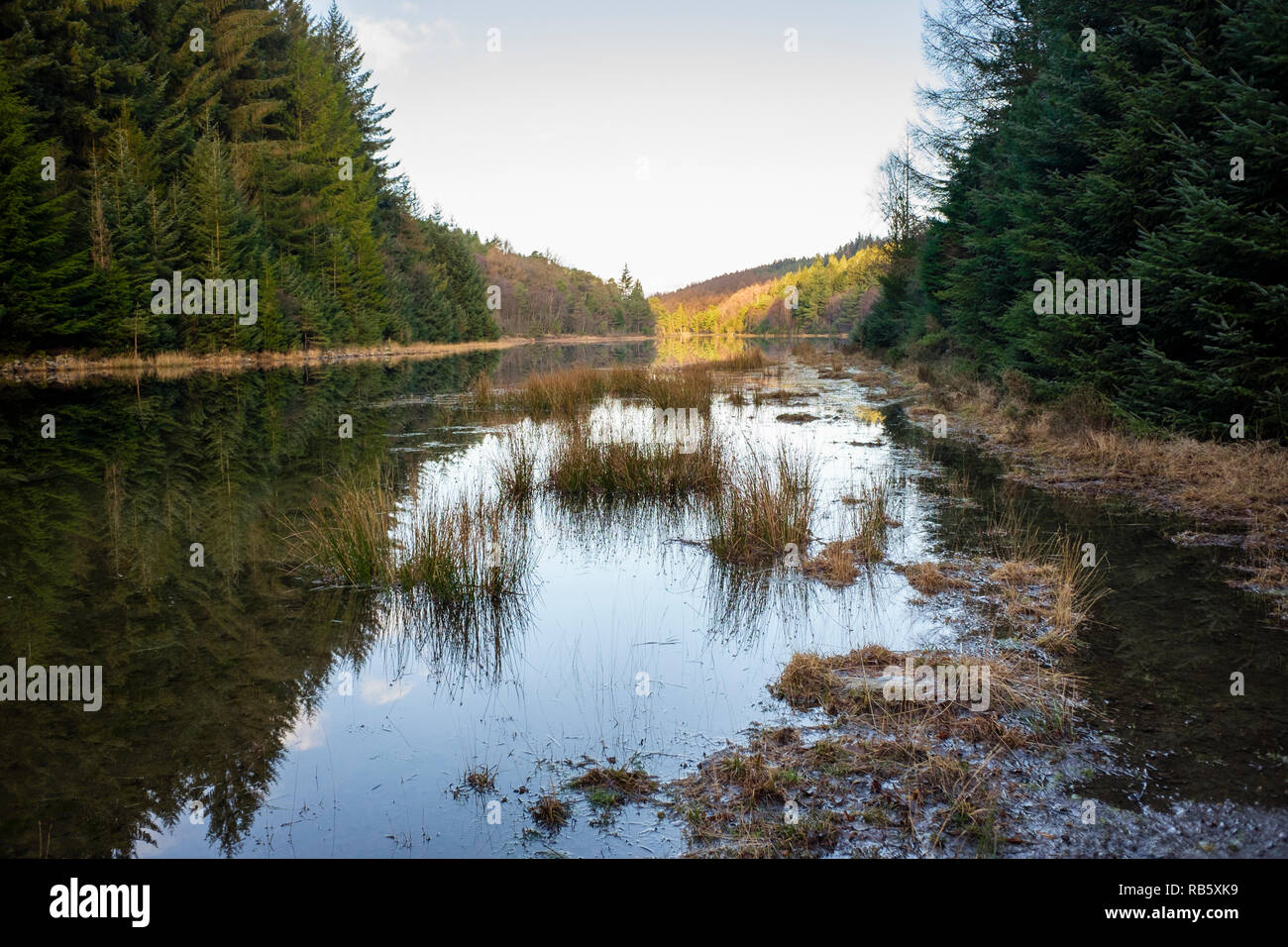 Trees reflected in clear still waters of Llyn y Parc lake in Gwydyr ...