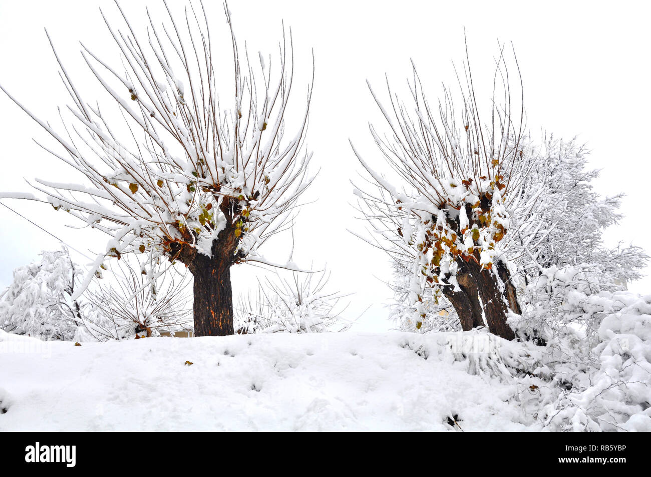 mulberry trees on snow Stock Photo - Alamy
