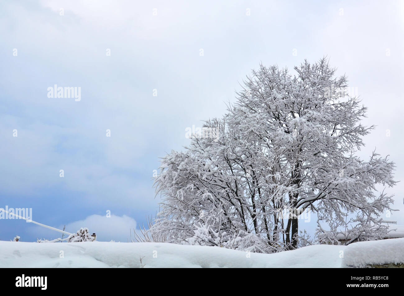 Big snowy trees Stock Photo - Alamy