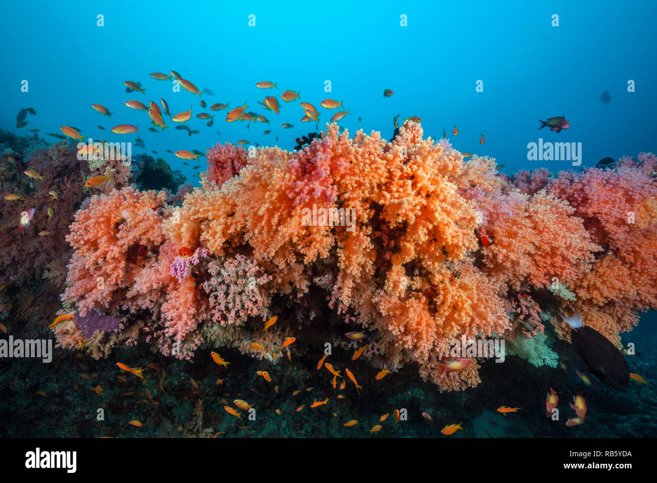 Colored Coral Reef, Indian Ocean, Maldives Stock Photo - Alamy
