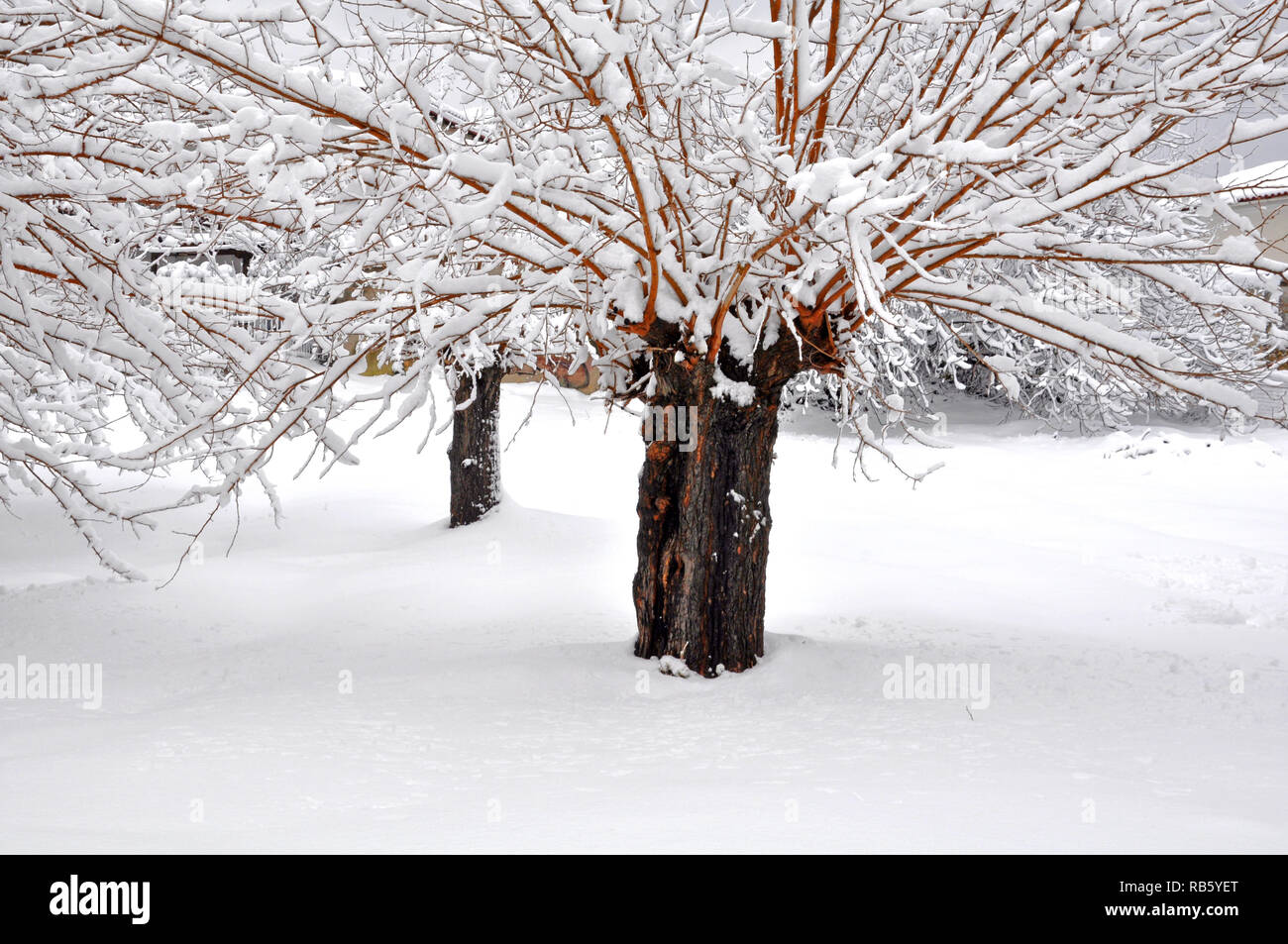 Big trees with snow hi-res stock photography and images - Alamy
