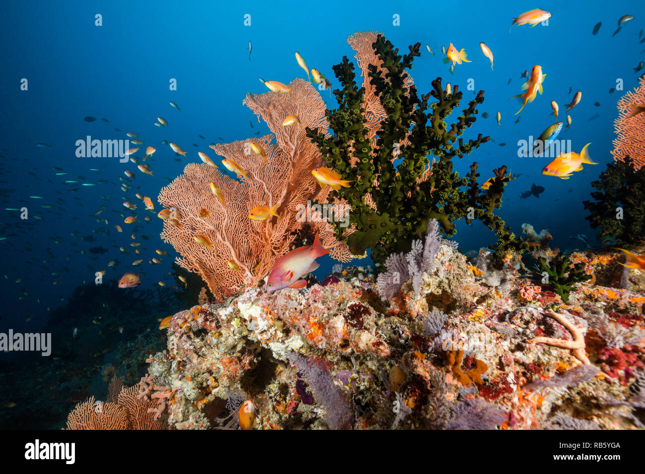 Lyretail Anthias over Coral Reef, Pseudanthias squamipinnis, Indian Ocean, Maldives Stock Photo ...