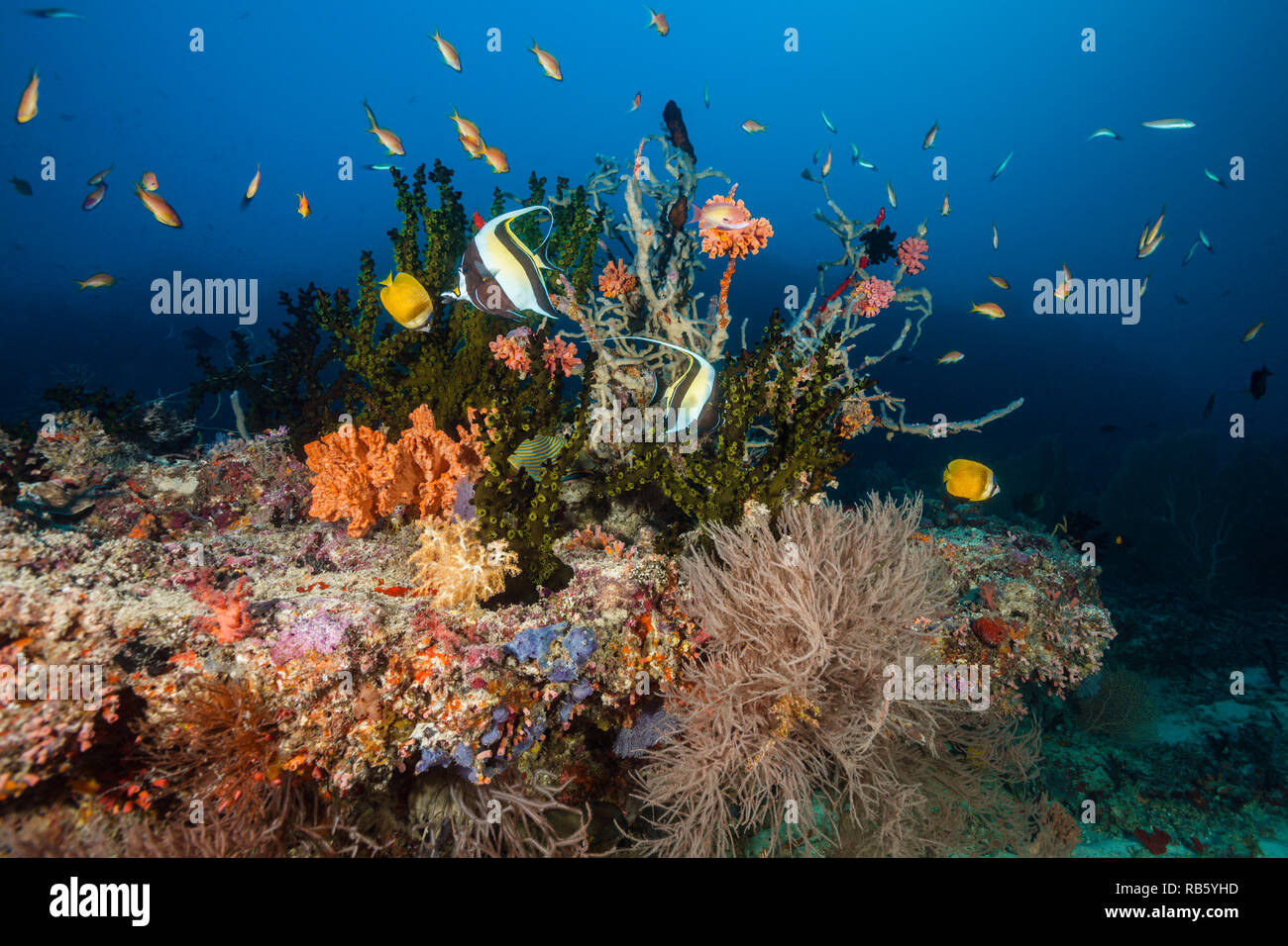 Colored Coral Reef, Indian Ocean, Maldives Stock Photo - Alamy