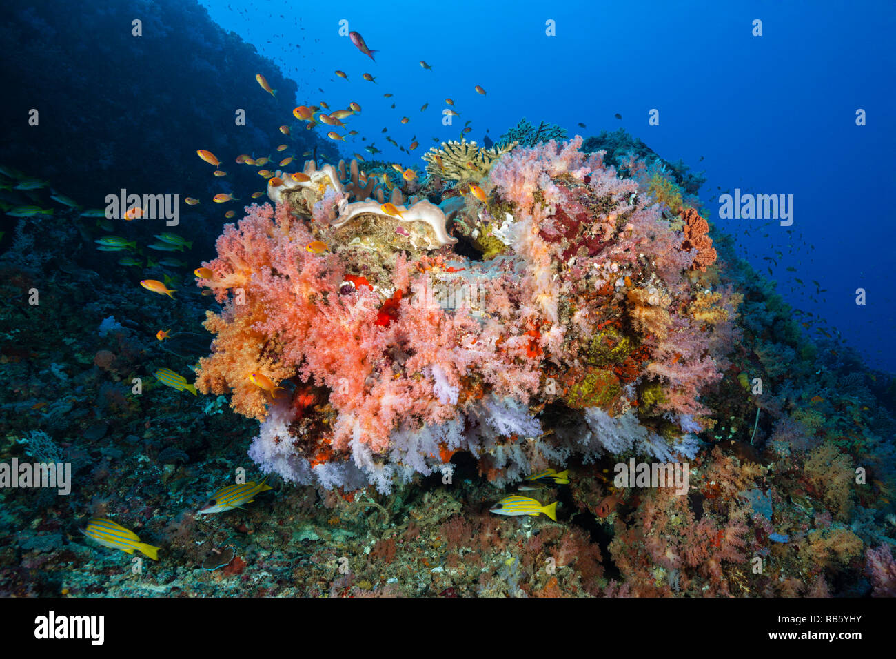 Colored Coral Reef, Indian Ocean, Maldives Stock Photo - Alamy