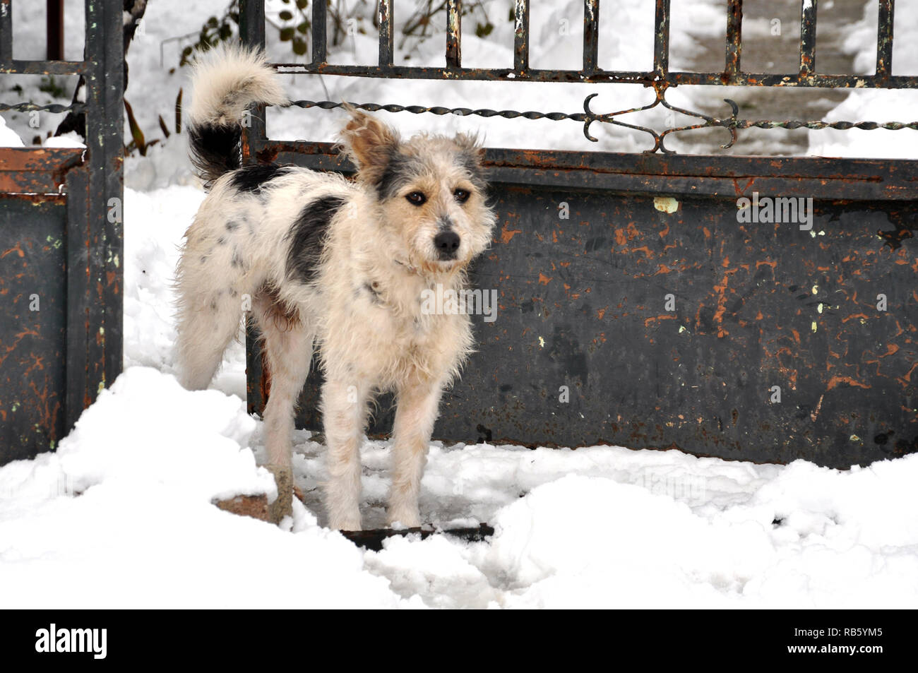 Dog with snow on fur hi-res stock photography and images - Alamy