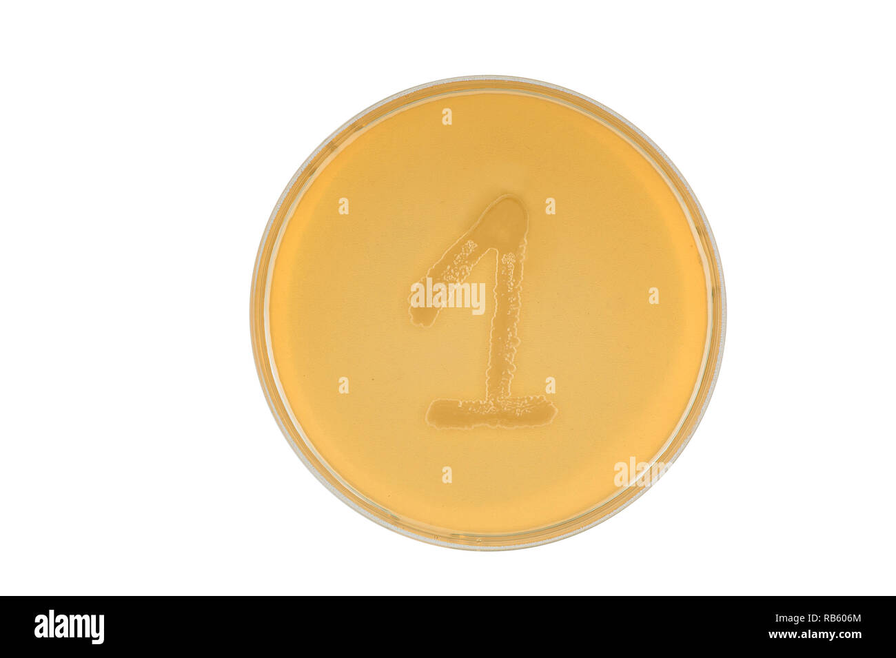 Alphabet made of bacteria escherichia coli culture on LB agar plate ...