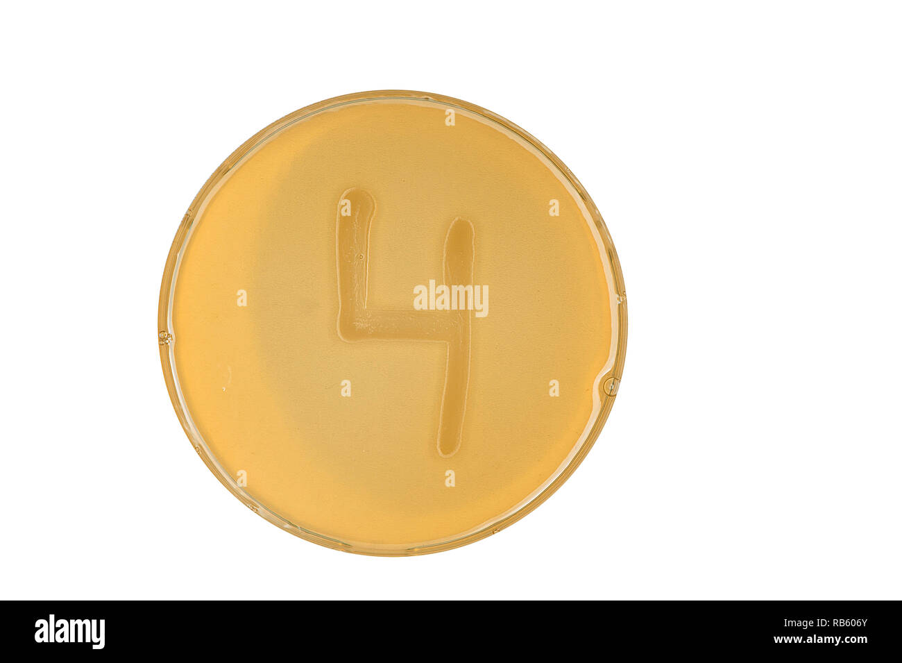 Alphabet made of bacteria escherichia coli culture on LB agar plate ...