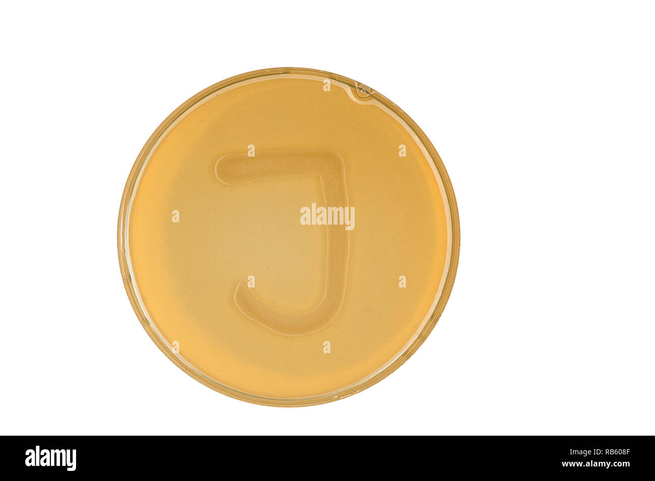 Alphabet made of bacteria escherichia coli culture on LB agar plate ...