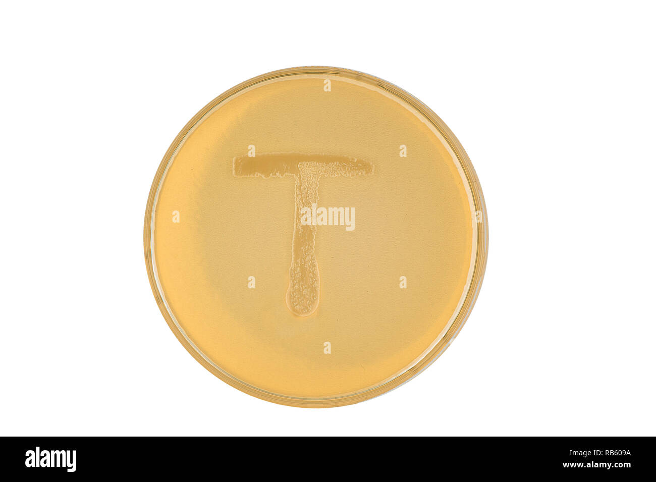 Alphabet made of bacteria escherichia coli culture on LB agar plate ...