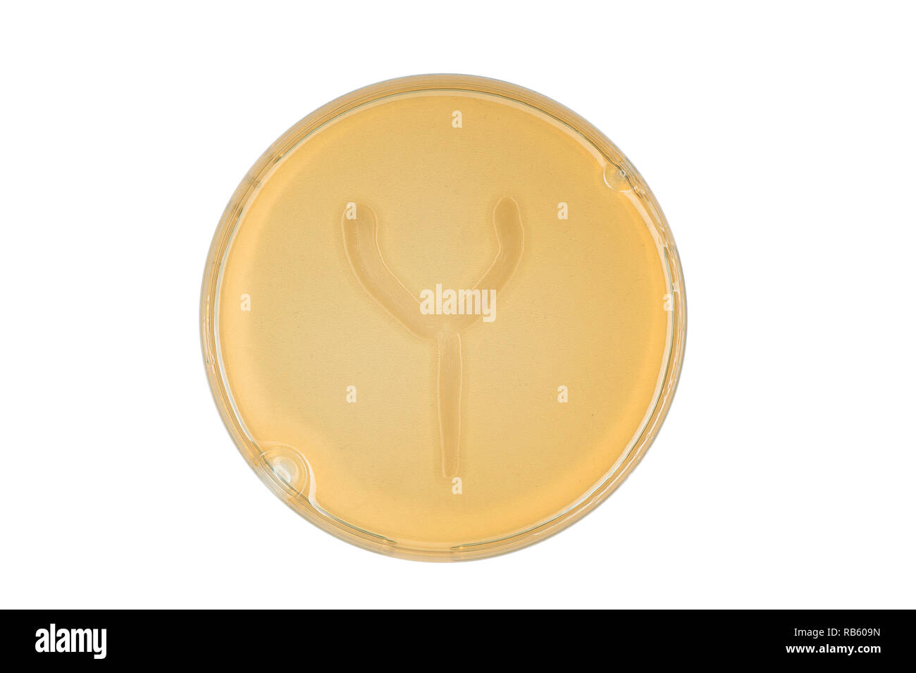 Alphabet made of bacteria escherichia coli culture on LB agar plate ...