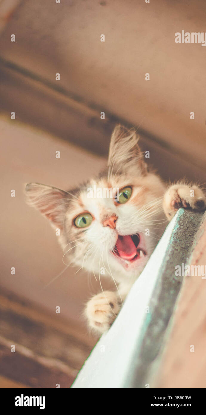 Cute cat yawning. Kitten with open mouth Stock Photo - Alamy
