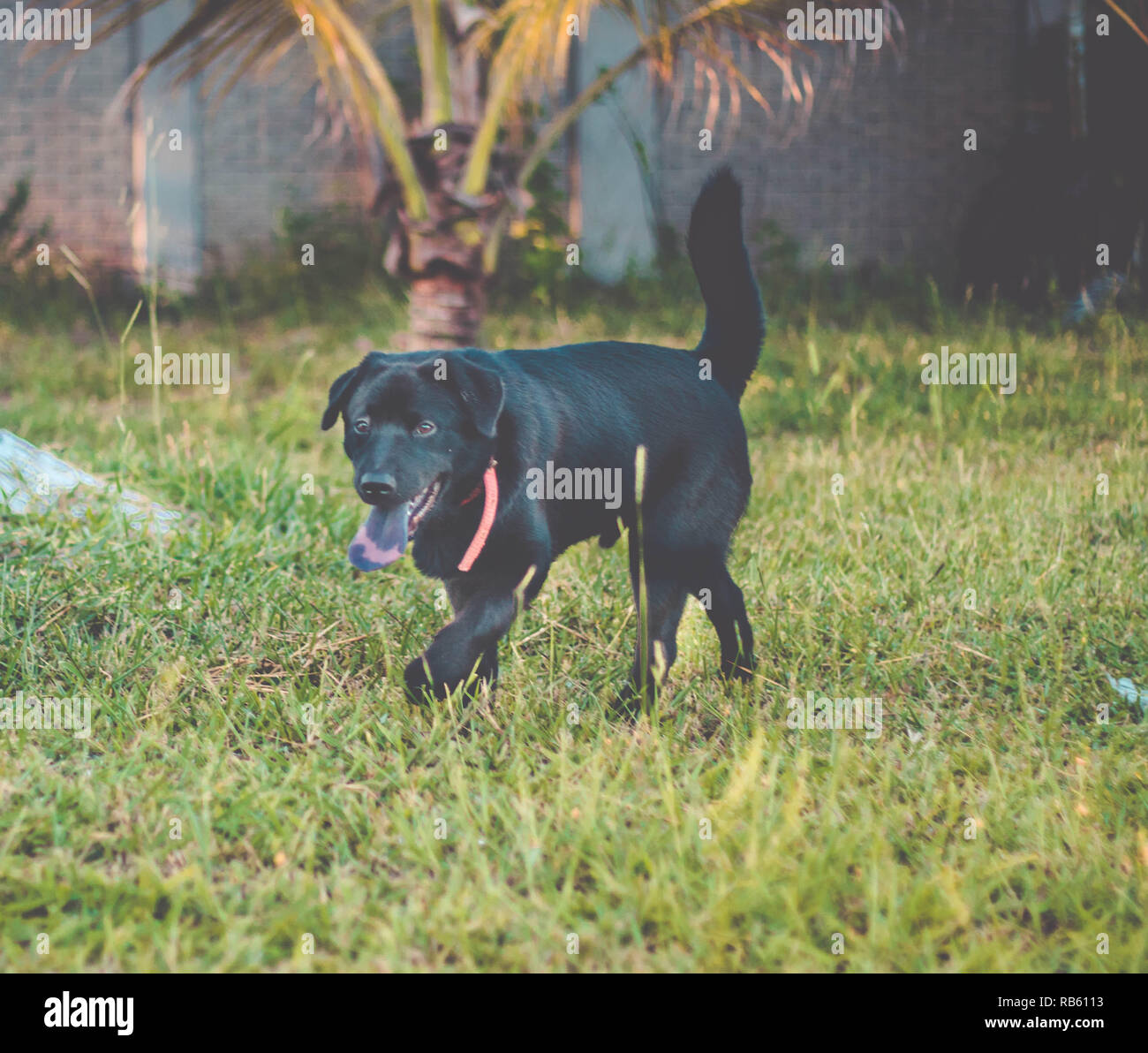 Black labrador retriever standing hi-res stock photography and images ...