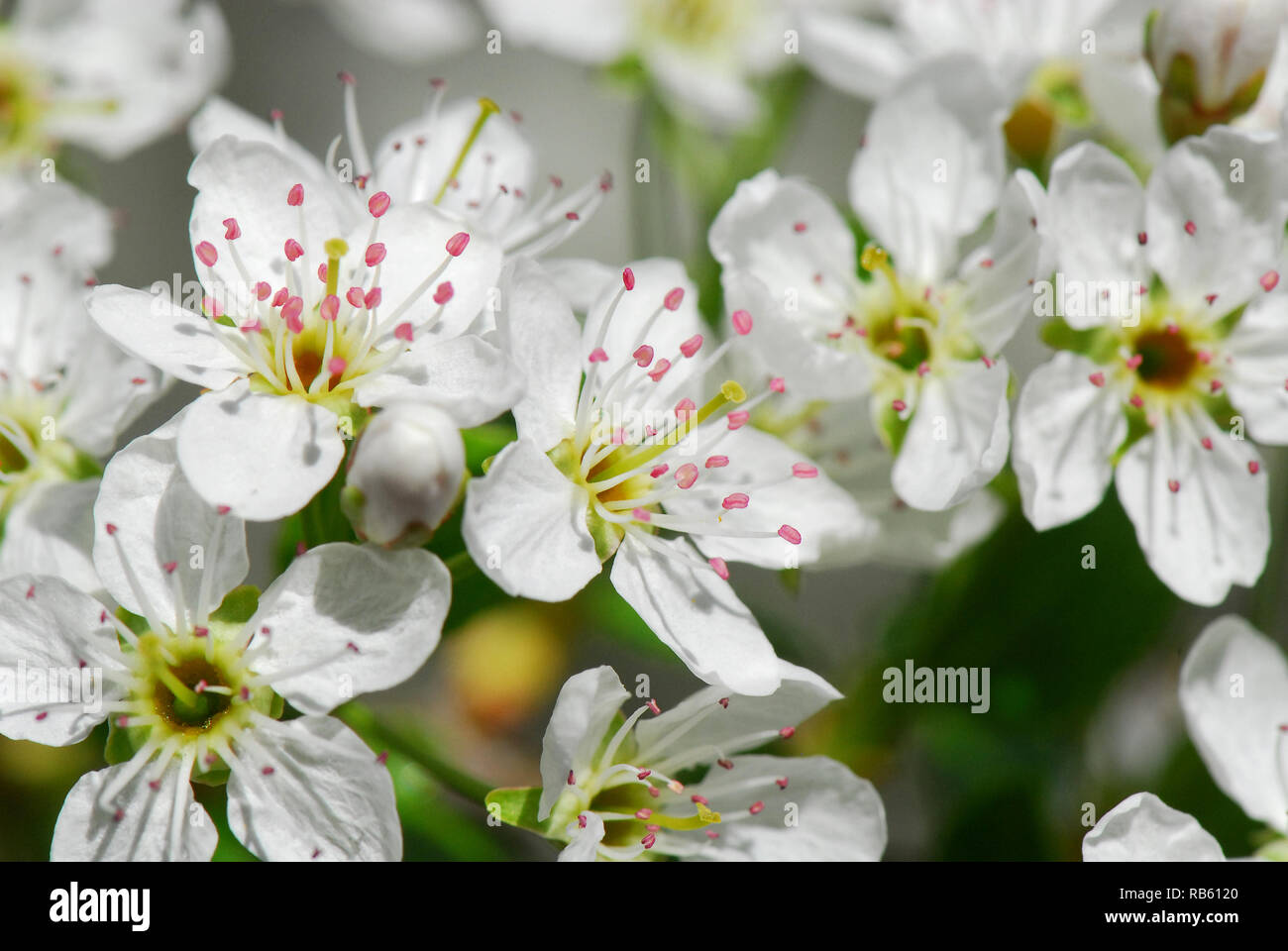 mahaleb cherry or St Lucie cherry, Steinweichsel, Felsen- oder ...