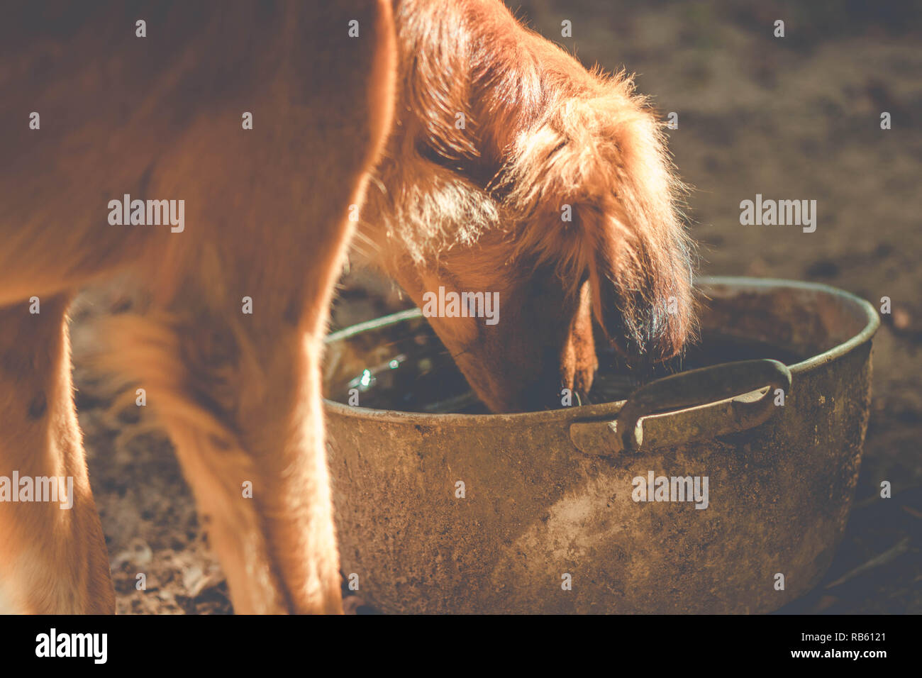 Dog drinking water hi-res stock photography and images - Alamy