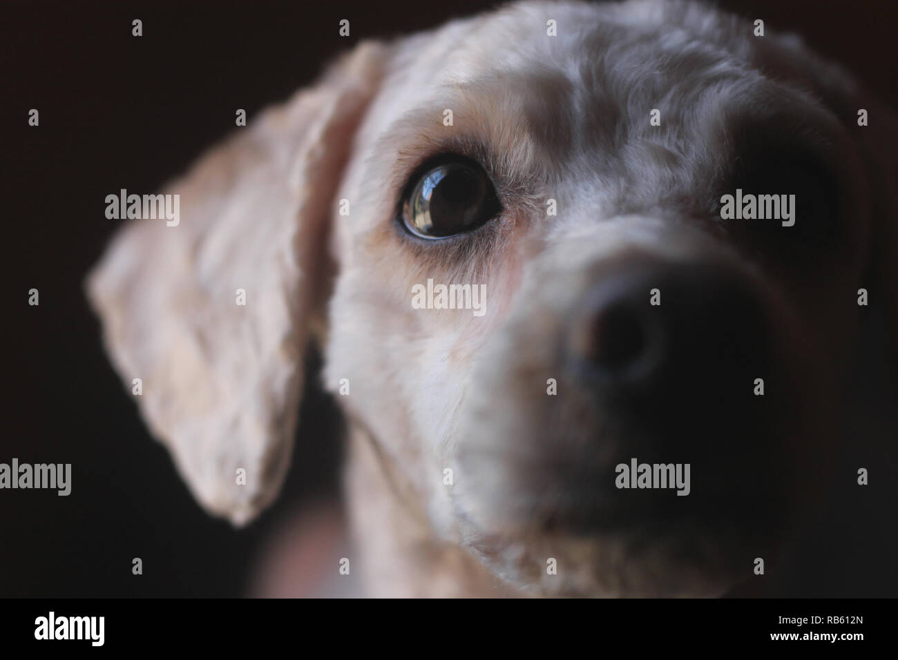 Simple portrait hi-res stock photography and images - Alamy