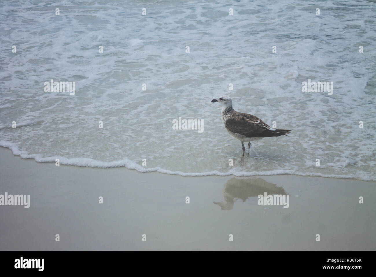 Seagull on beach Stock Photo - Alamy