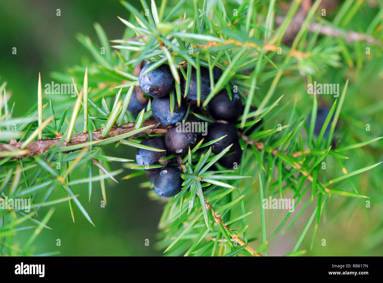 common juniper, Gemeiner Wacholder, Heide-Wacholder, közönséges boróka ...
